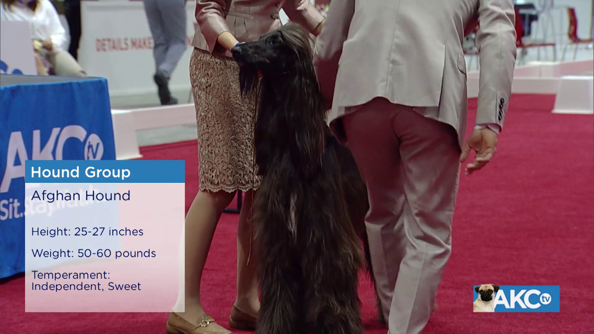 AKC.tv | Non-Sporting Group