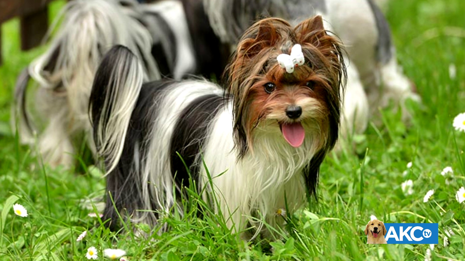 Biewer Terrier | AKC.tv